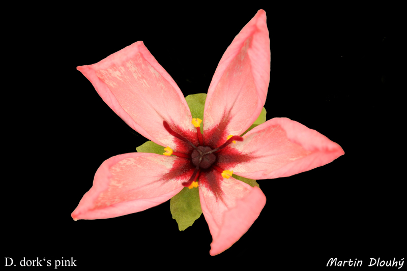 Drosera 'Dork's Pink' photos